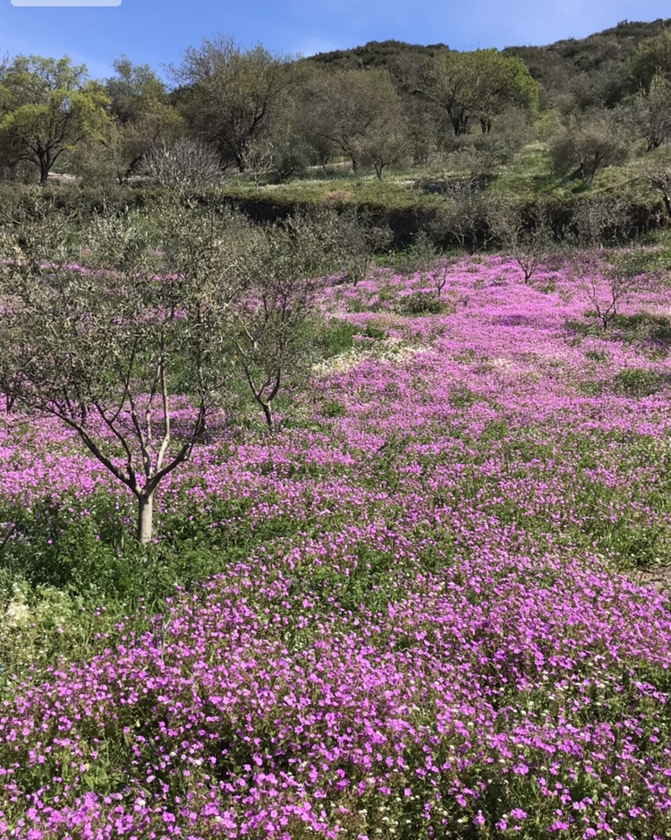 Corfu in Spring – gardenvisitoruk